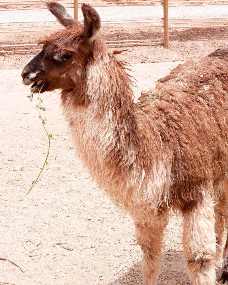 What's Gaby Cooking - South America